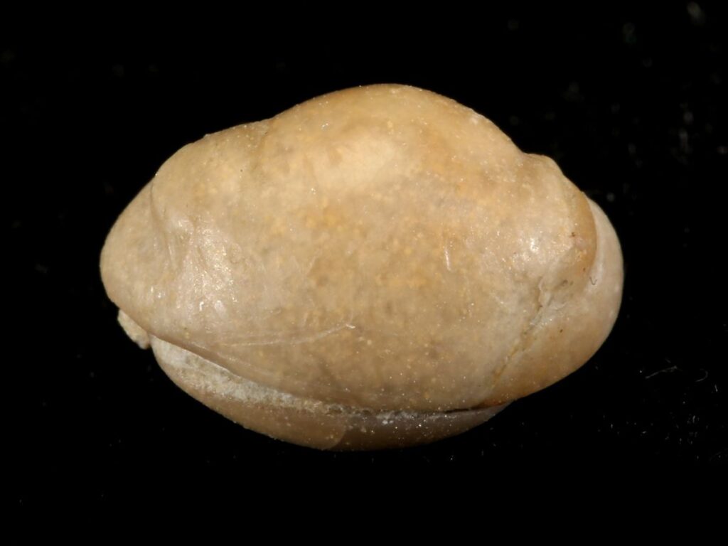 Symphysurus angustatus (Boeck, 1838) — PaleoArt.com