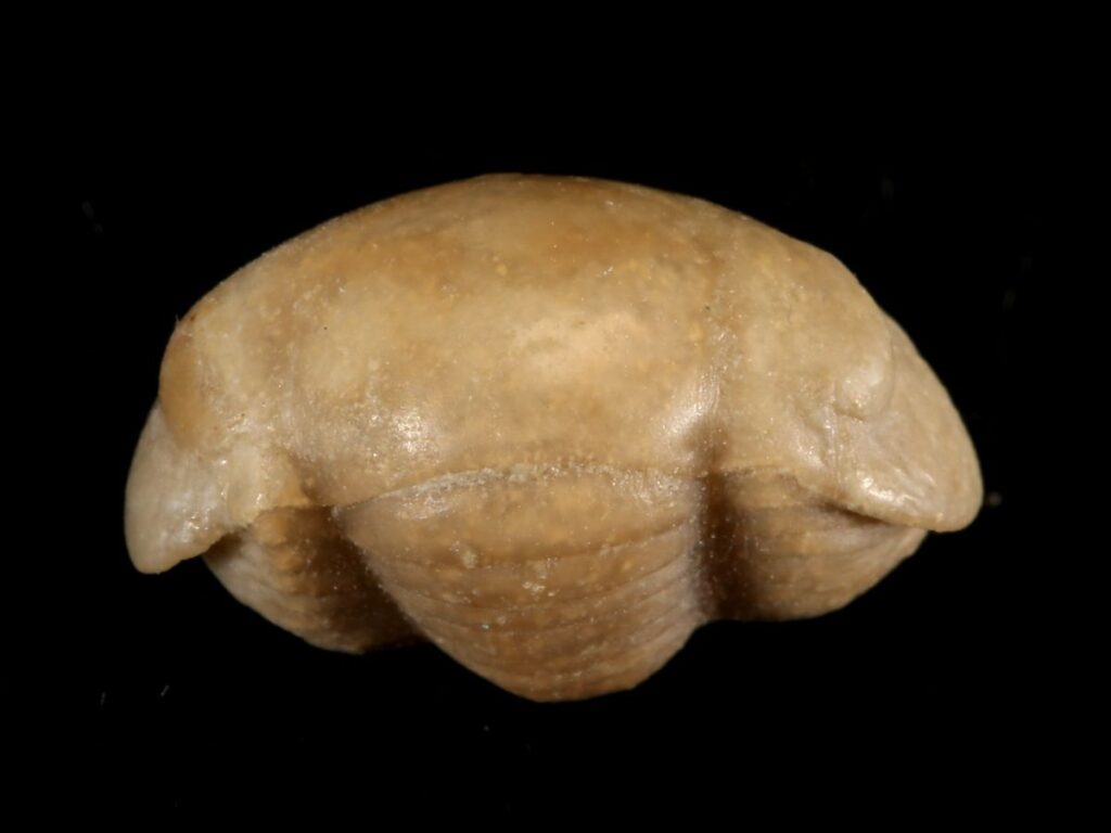 Symphysurus angustatus (Boeck, 1838) — PaleoArt.com