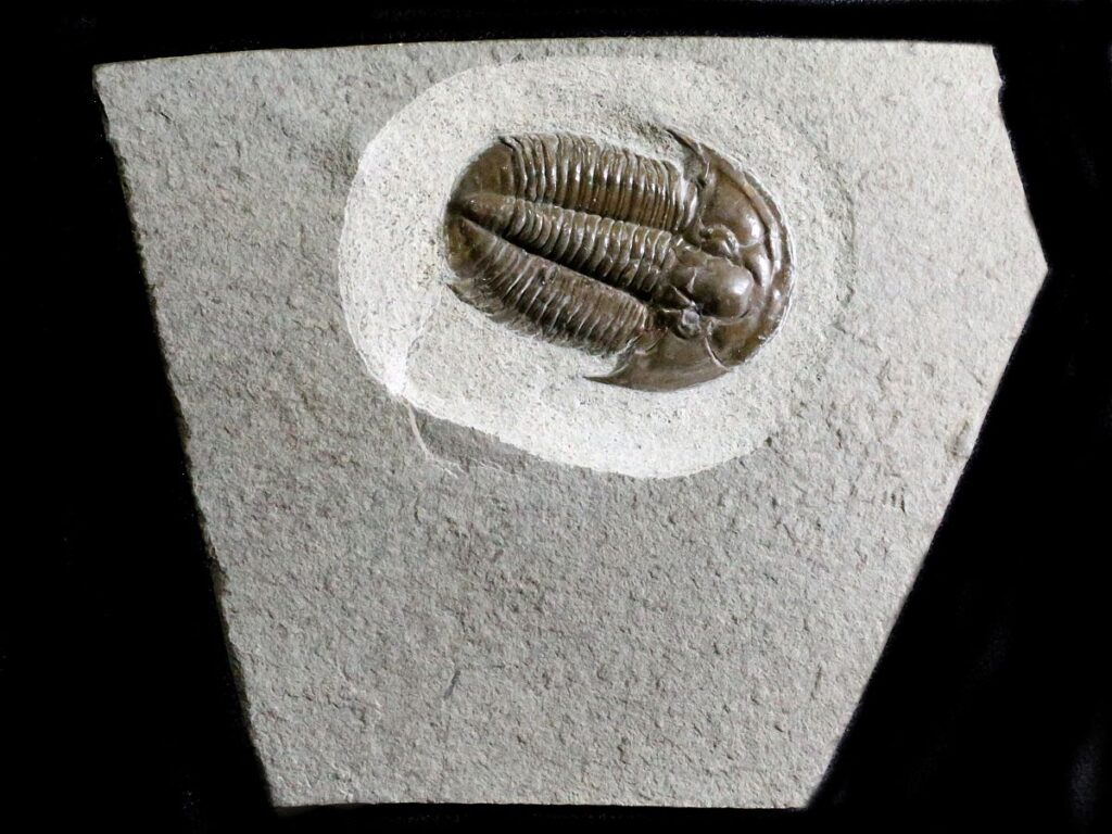 Trilobites from Siberia Archives — PaleoArt.com