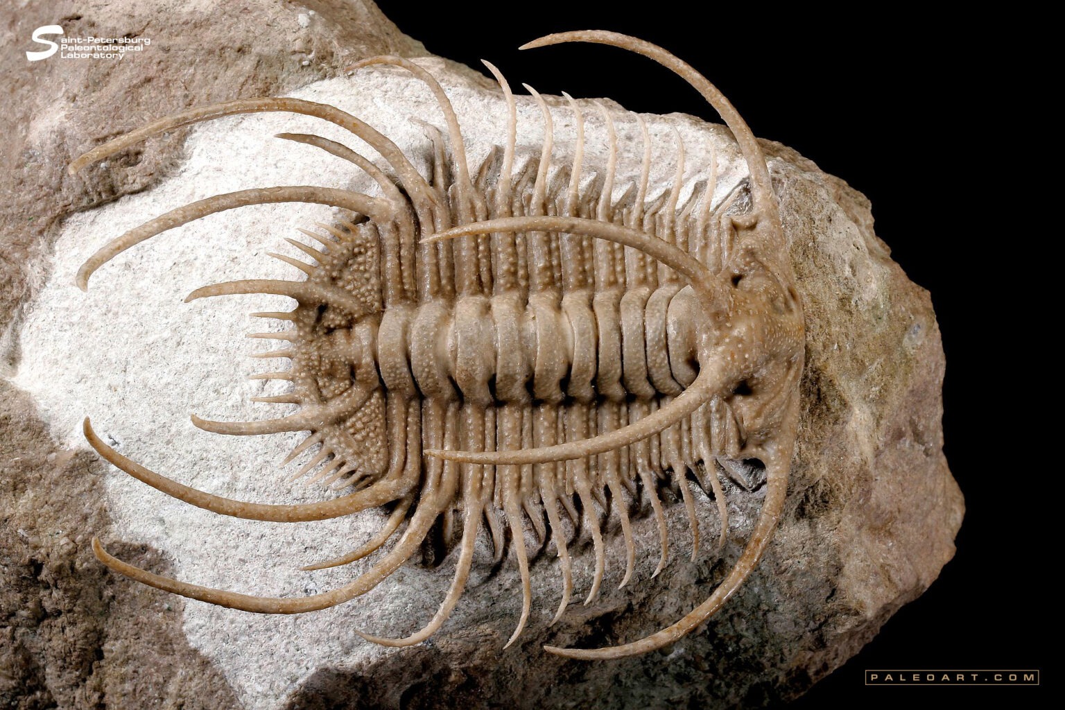 Russian Trilobites Photos — PaleoArt.com