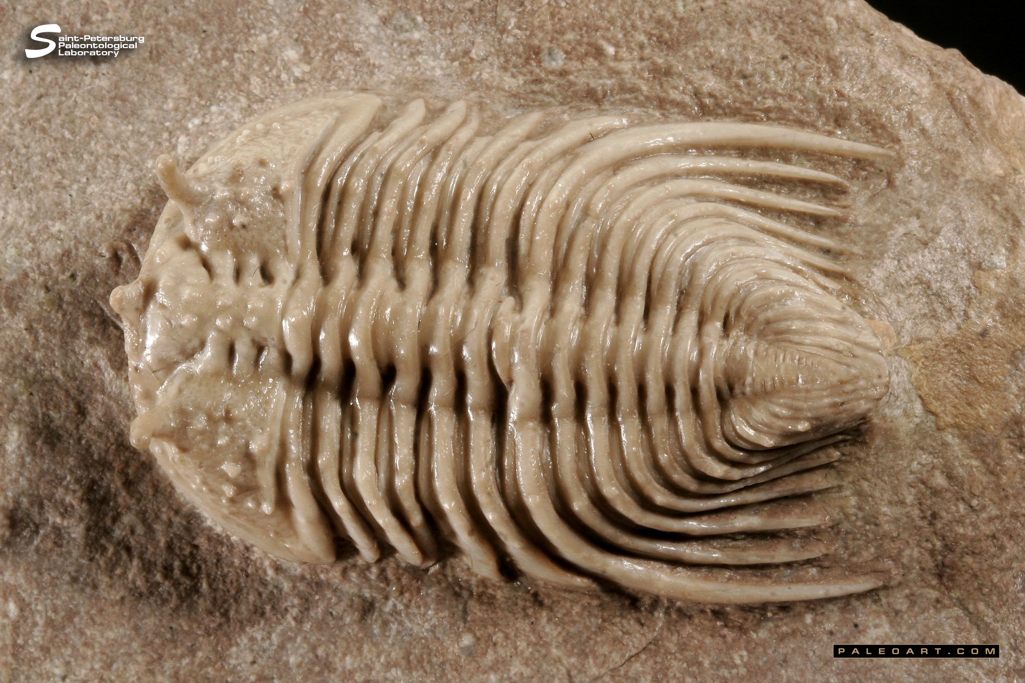 Cybele bellatula (DALMAN 1827) photos — PaleoArt.com