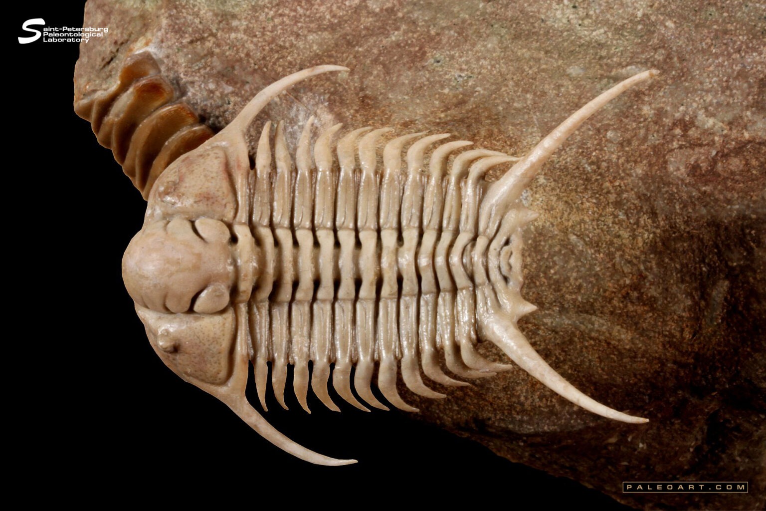 Russian Trilobites Photos — PaleoArt.com