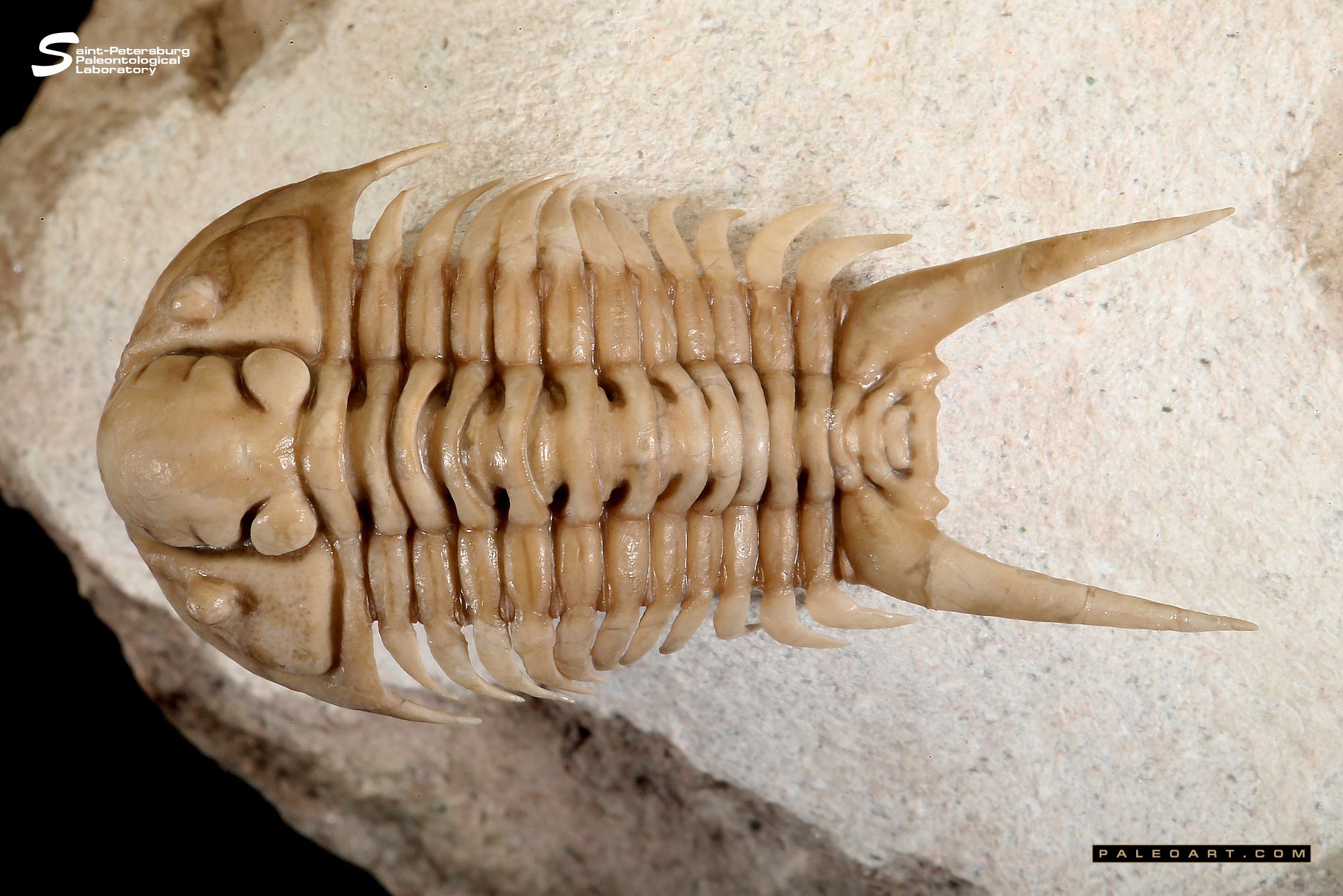 Krattaspis paraspinosis (Hansen 2010) photos — PaleoArt.com