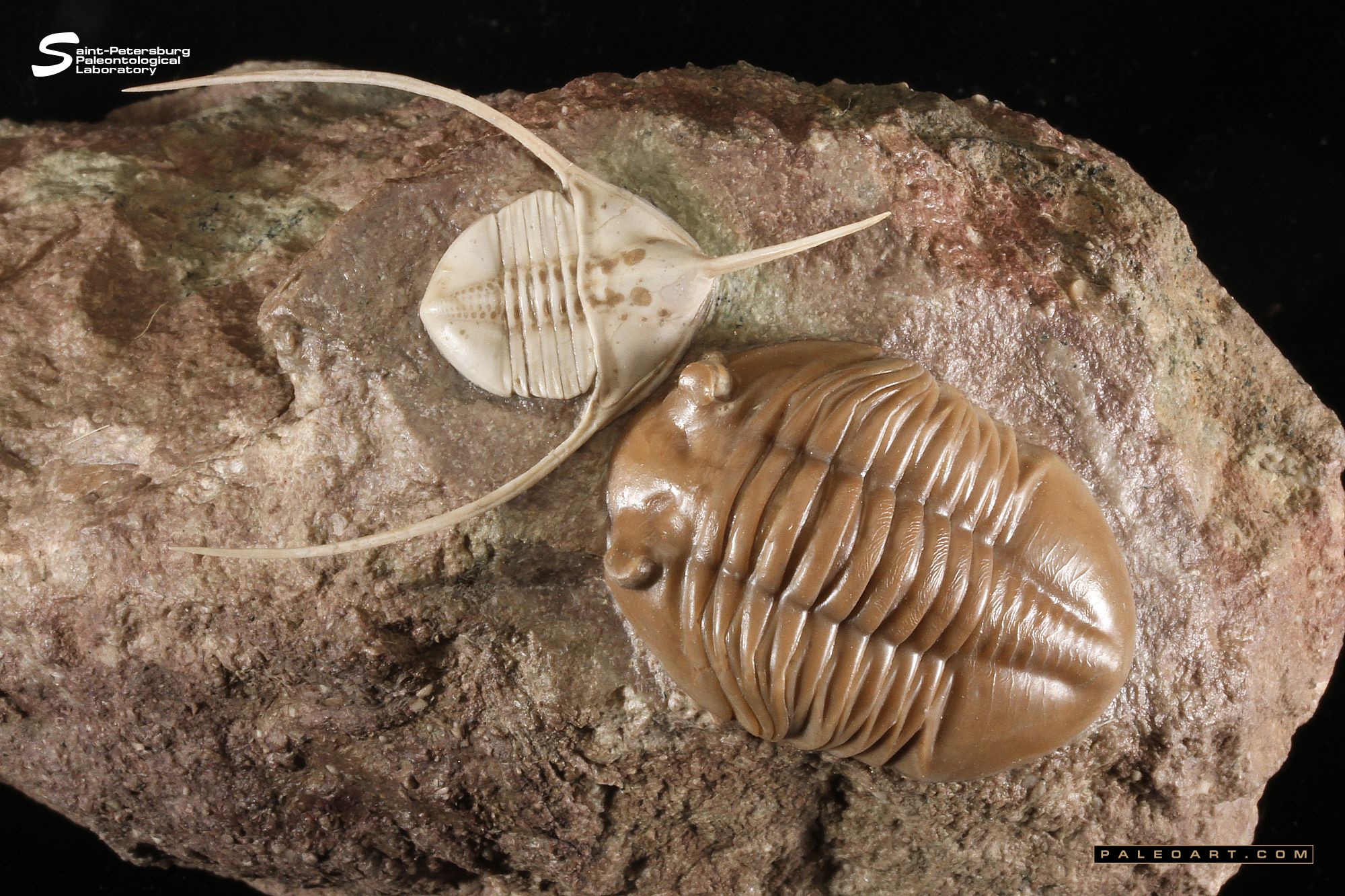 Lonchodomas volborthi (Schmidt 1894) & Asaphus lepidurus (NIESZKOWSKI ...