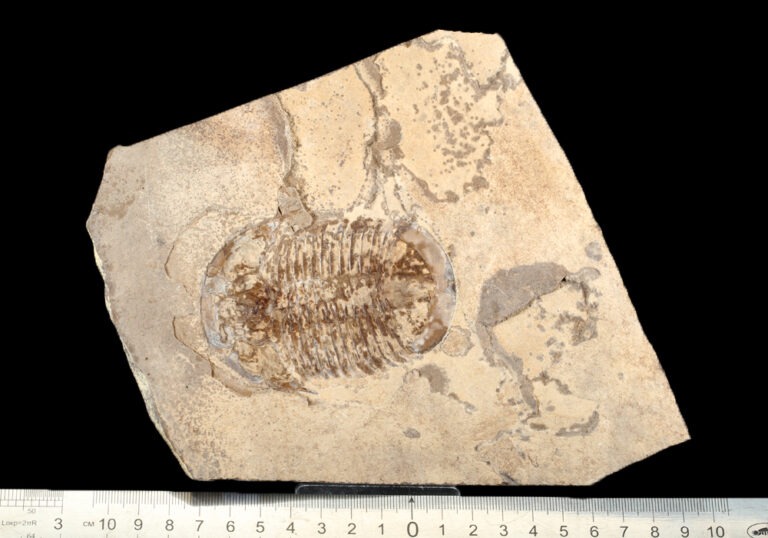 Trilobites from Siberia Archives — PaleoArt.com