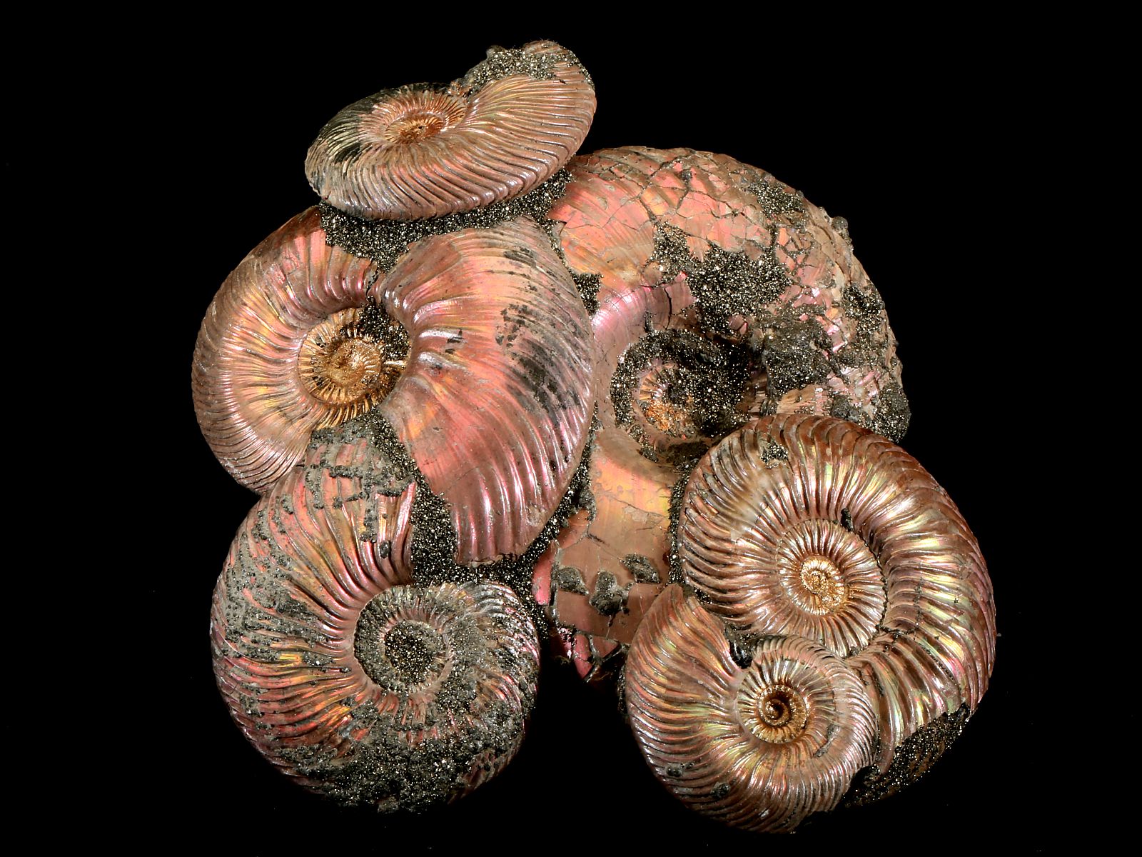 Volga River Ammonites For Sale — PaleoArt.com