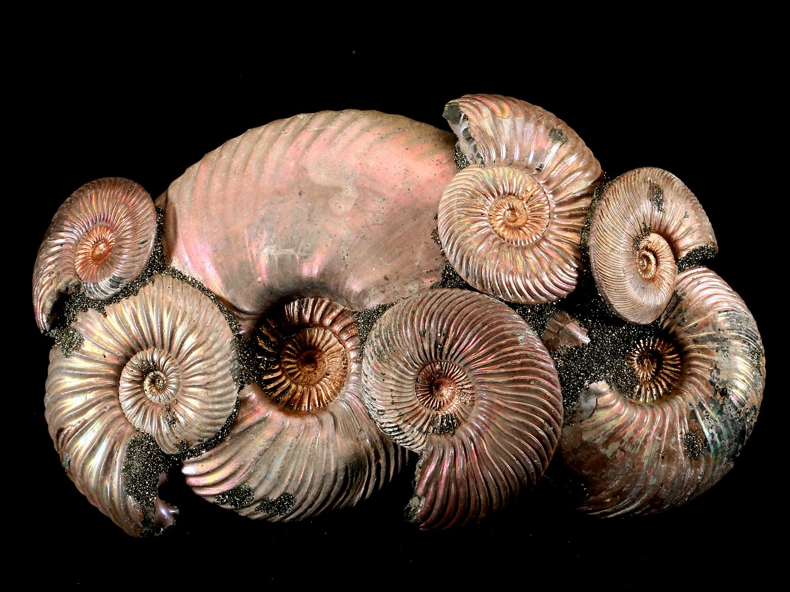 Volga River Ammonites For Sale — PaleoArt.com
