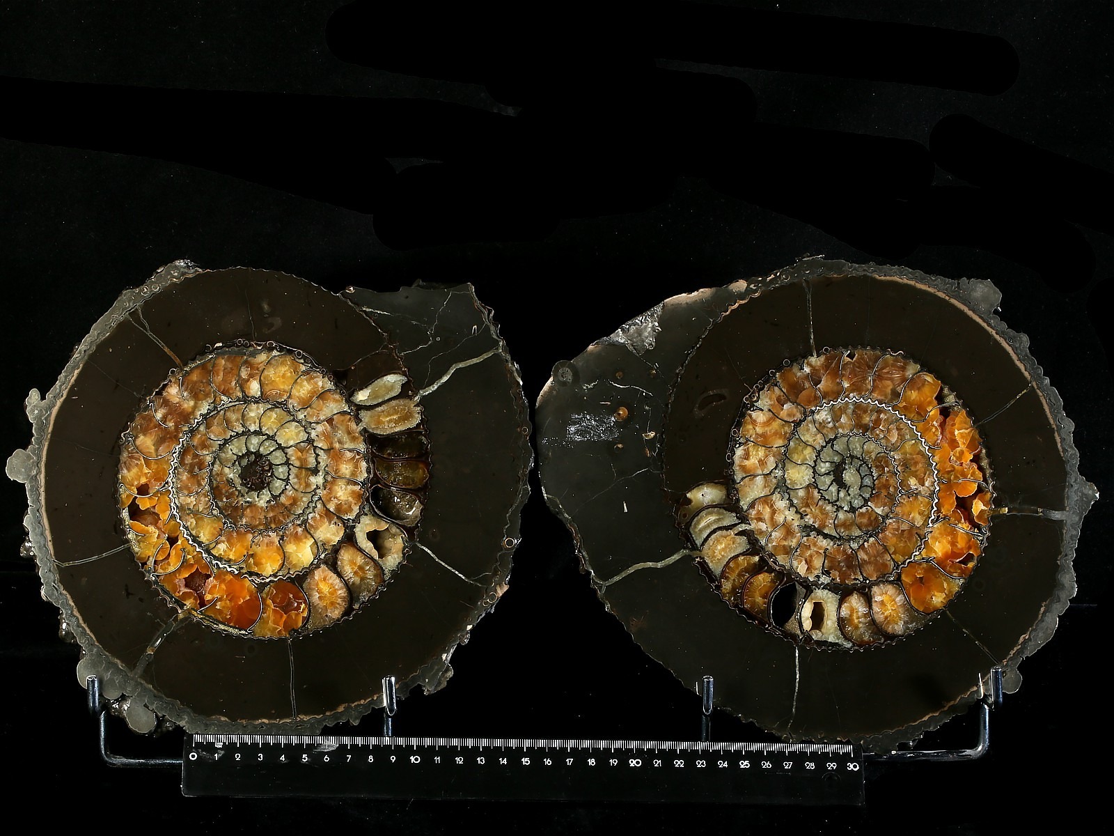 Volga River Ammonites For Sale — PaleoArt.com