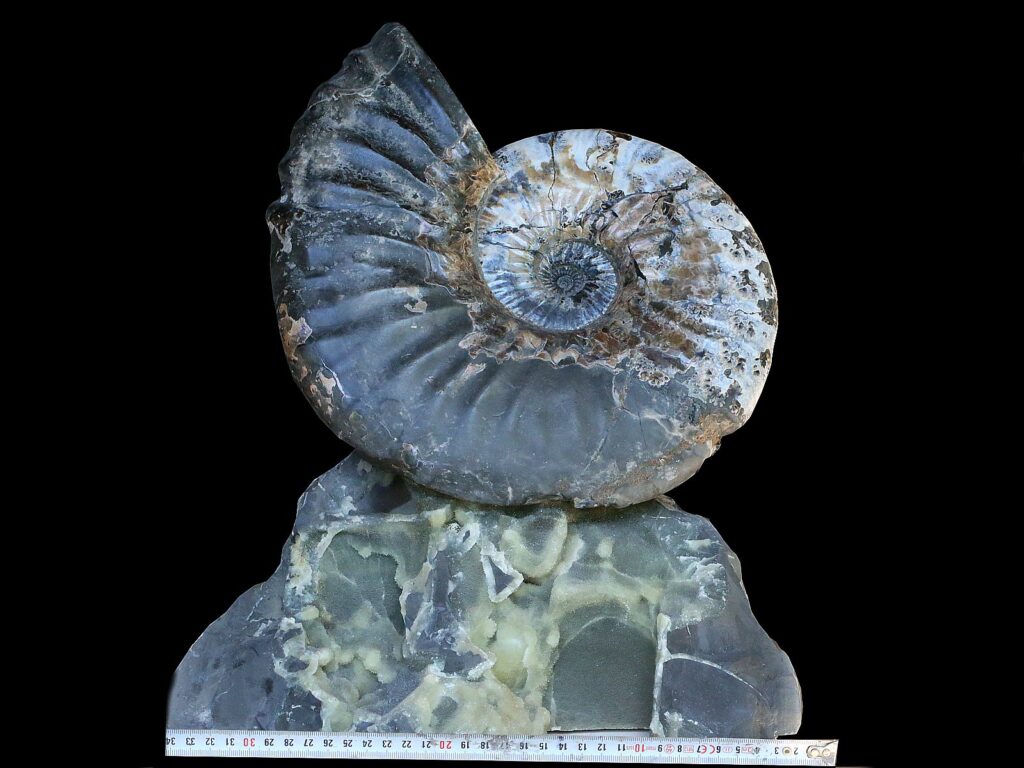 Volga River Ammonites For Sale — PaleoArt.com