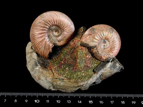 Volga River Ammonites For Sale — PaleoArt.com