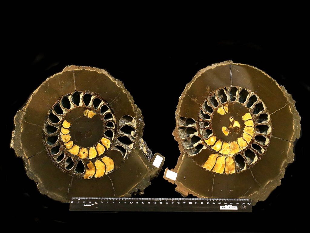Volga River Ammonites For Sale — PaleoArt.com