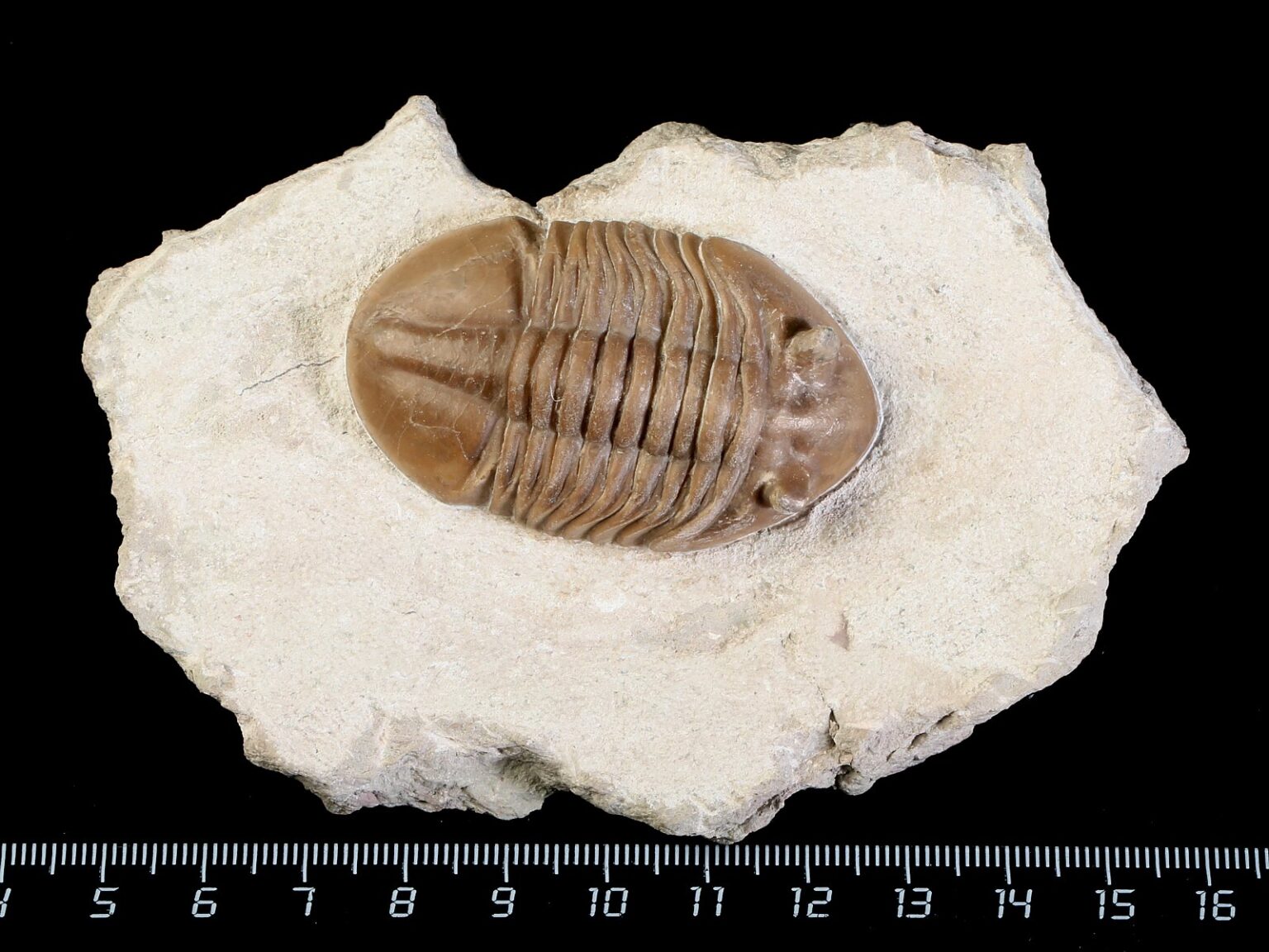 Asaphus lepidurus NIESZKOWSKI 1859 — PaleoArt.com