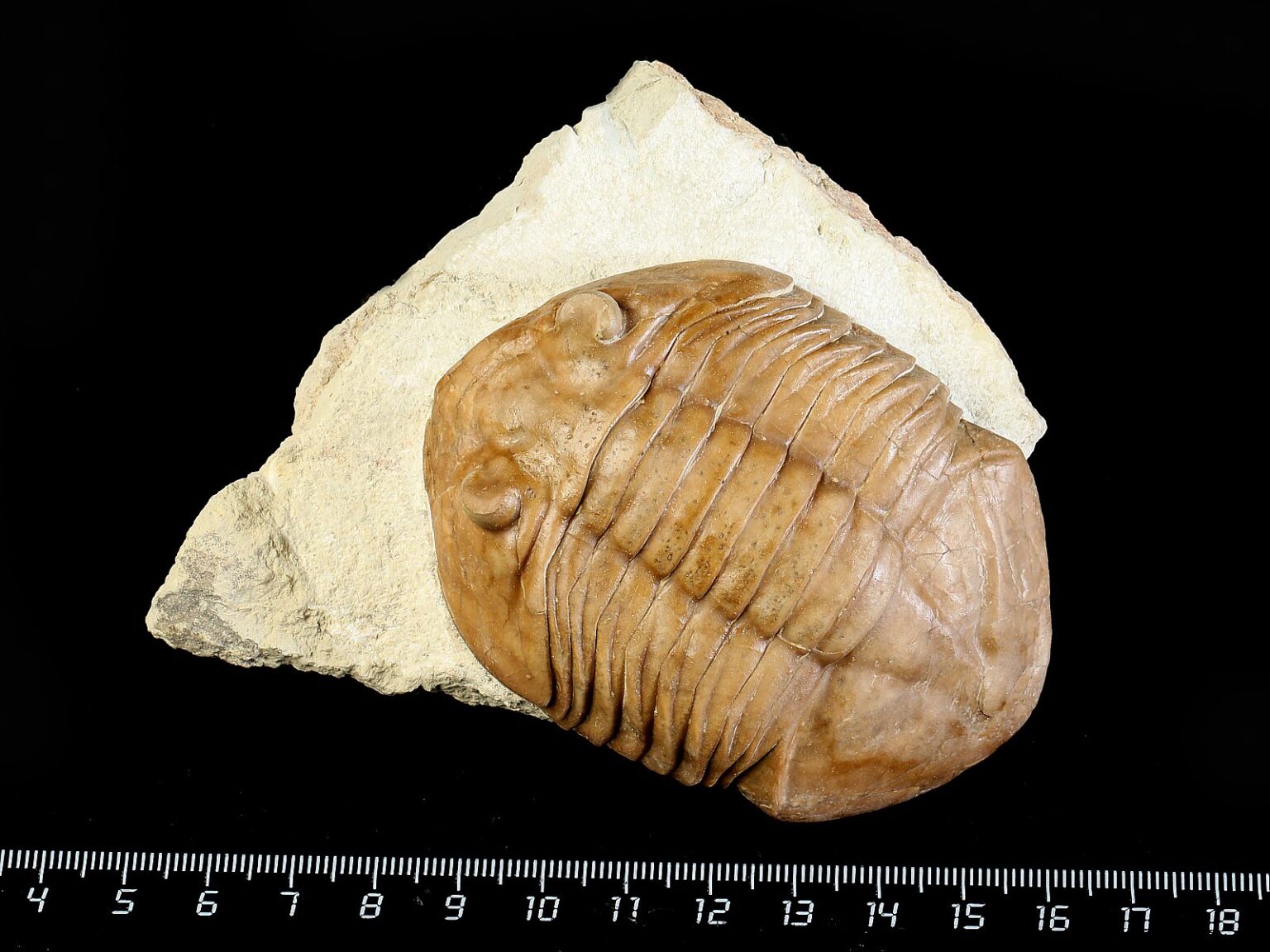 Natural Trilobites For Sale — PaleoArt.com