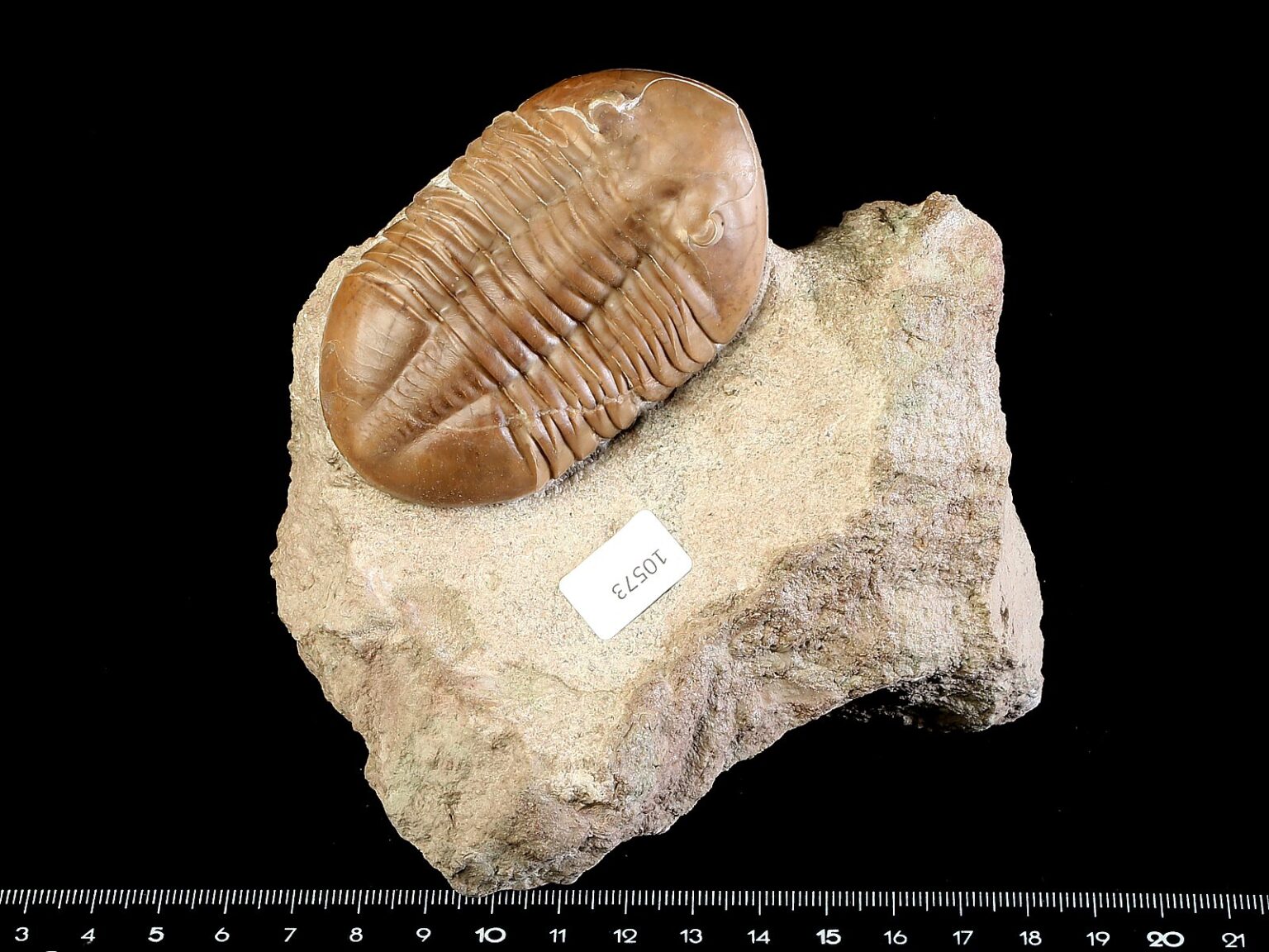 Asaphus lepidurus NIESZKOWSKI 1859 — PaleoArt.com