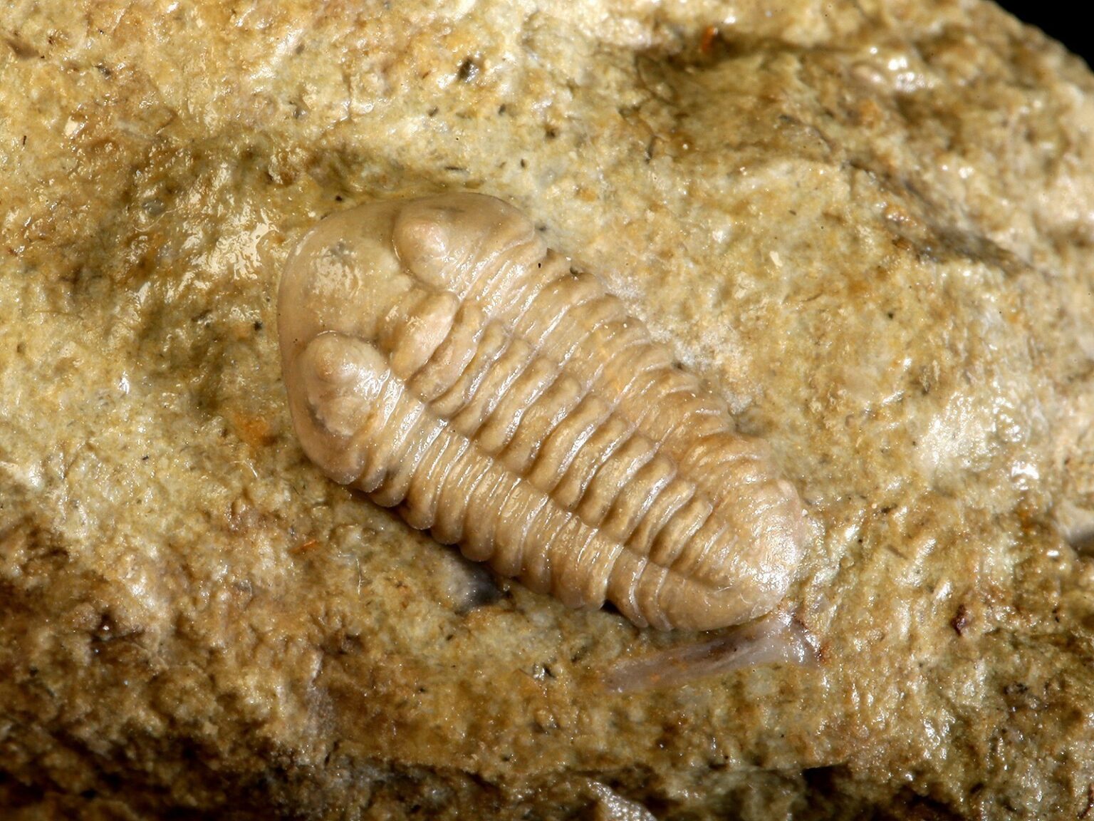 Calymene conf. schmidti MANNIL 1983 — PaleoArt.com