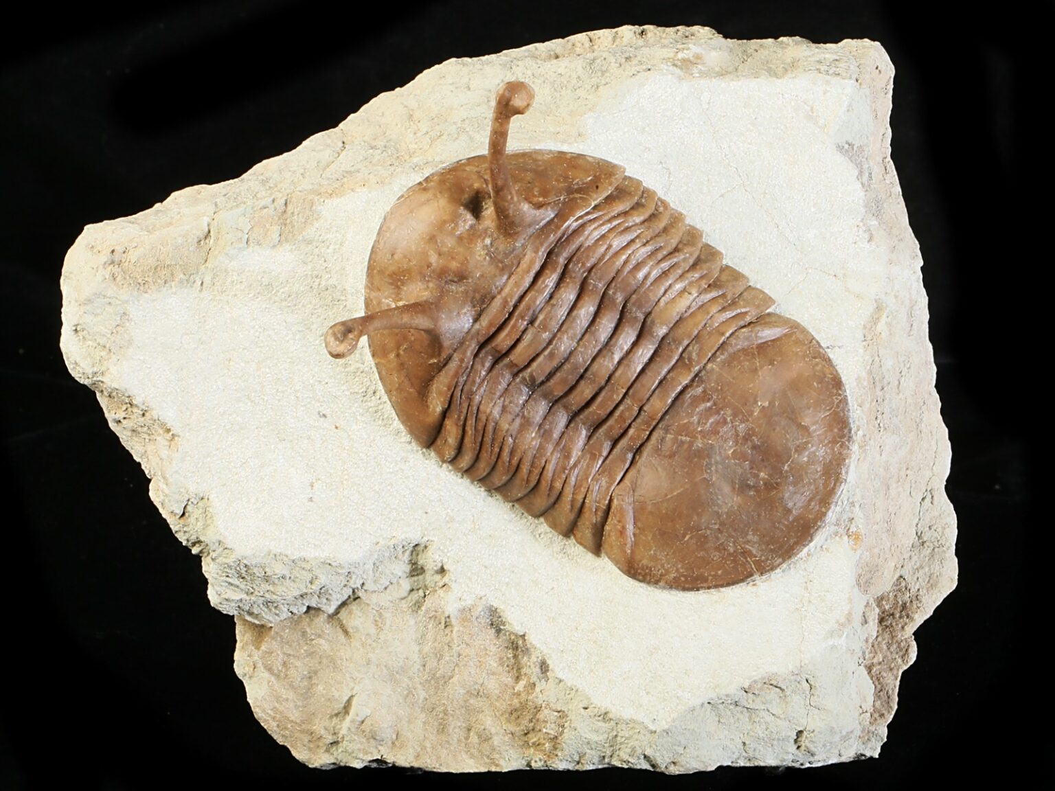 Asaphus kowalewskii LAWROW 1868 — PaleoArt.com